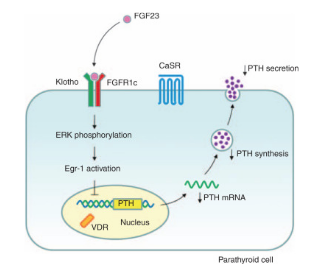 Biomarker Spotlight: FGF-23 - Eagle Biosciences