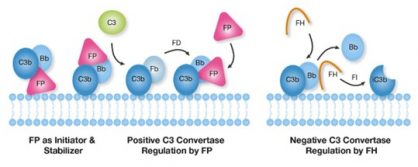 New Complement Assays from Svar Life Science! - EagleBio